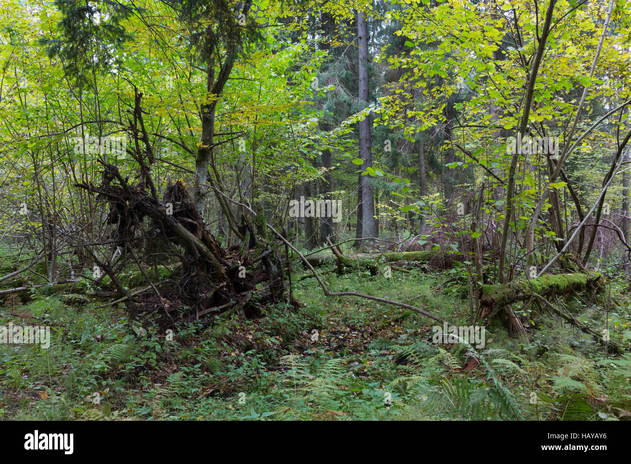 Gemischter wald lebensraum Stockfotos und -bilder Kaufen - Alamy
