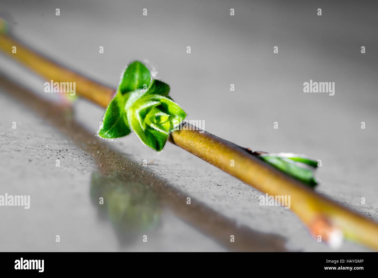 Die knospe verlassen -Fotos und -Bildmaterial in hoher Auflösung – Alamy