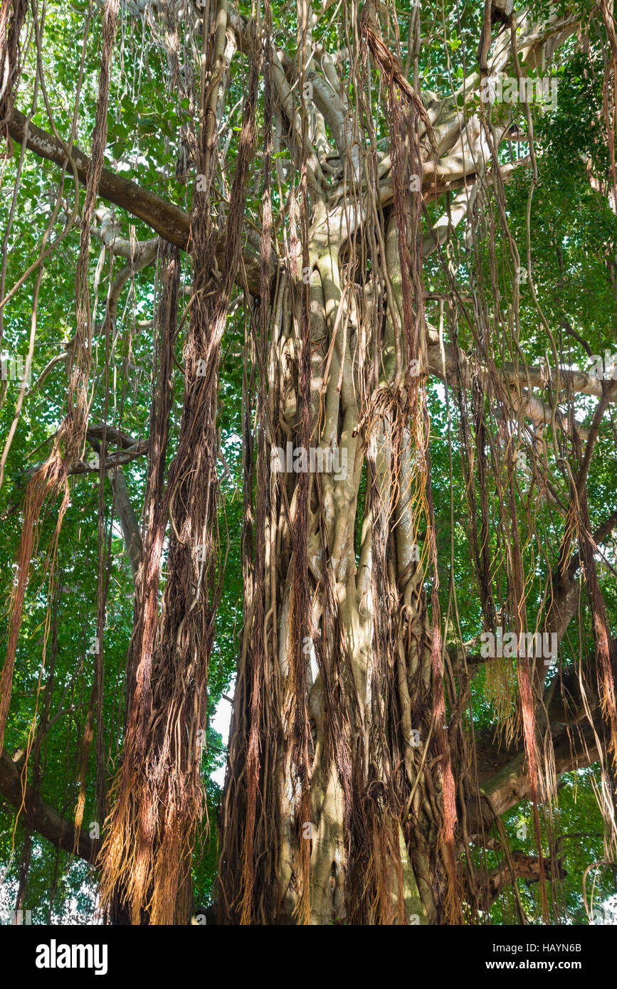 Banyan tree mauritius -Fotos und -Bildmaterial in hoher Auflösung – Alamy