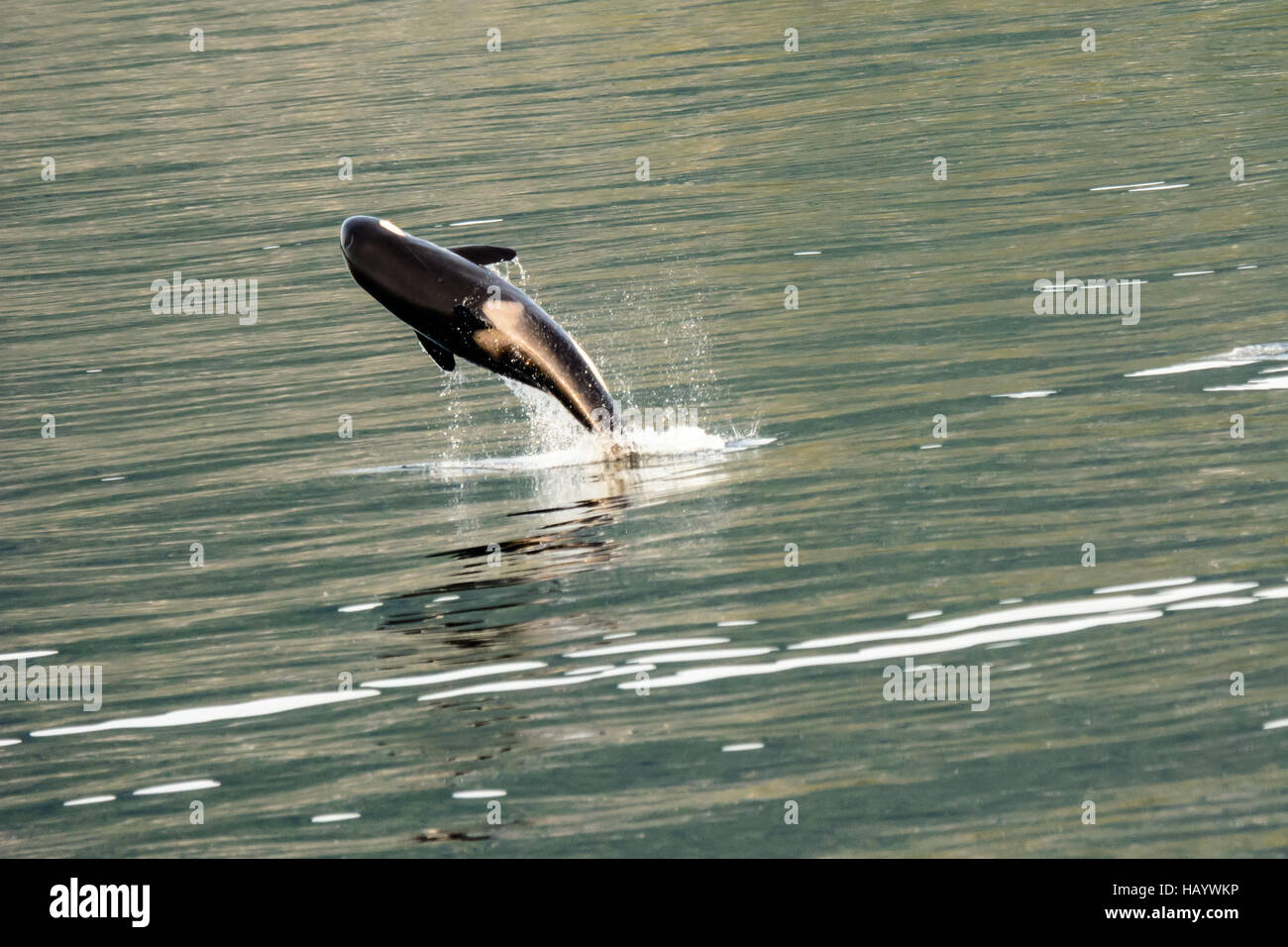 Schwertwale springen -Fotos und -Bildmaterial in hoher Auflösung – Alamy