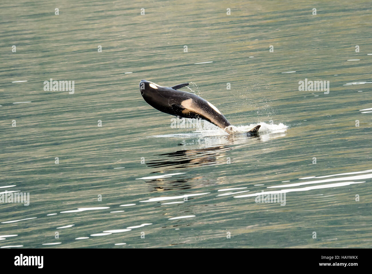 Schwertwale springen -Fotos und -Bildmaterial in hoher Auflösung – Alamy