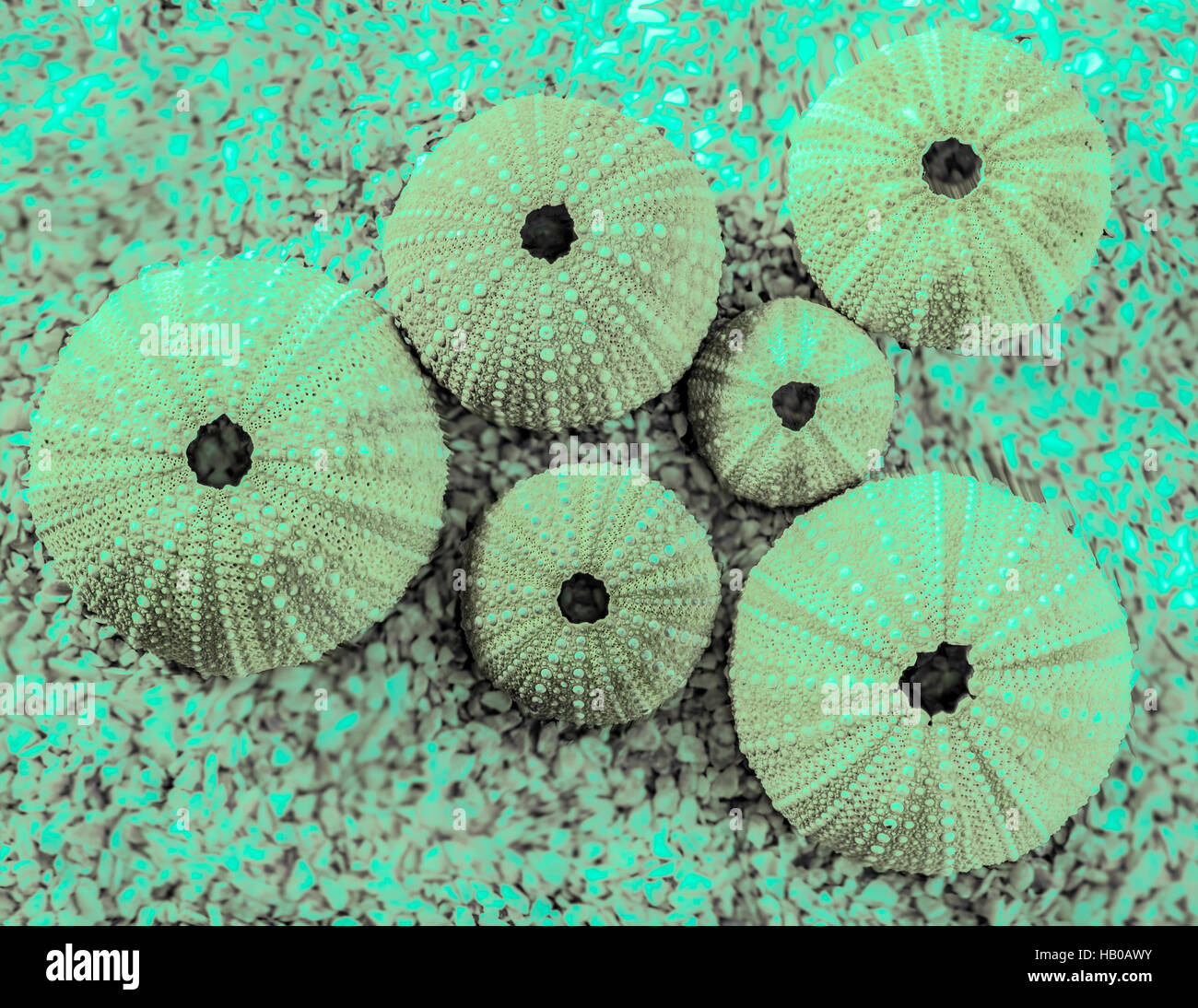 Verschiedene seeigel -Fotos und -Bildmaterial in hoher Auflösung – Alamy