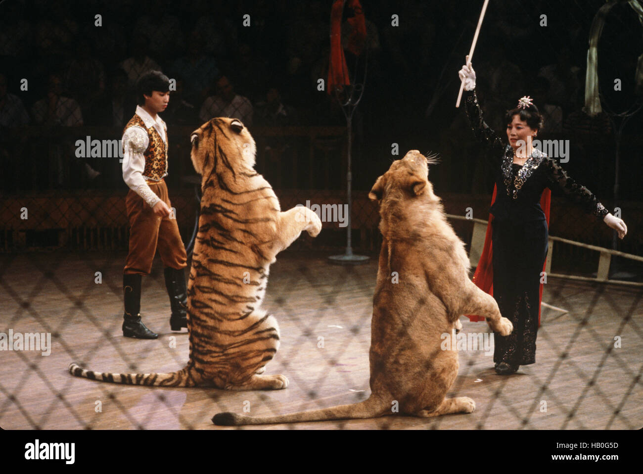 Circus tiger -Fotos und -Bildmaterial in hoher Auflösung – Alamy