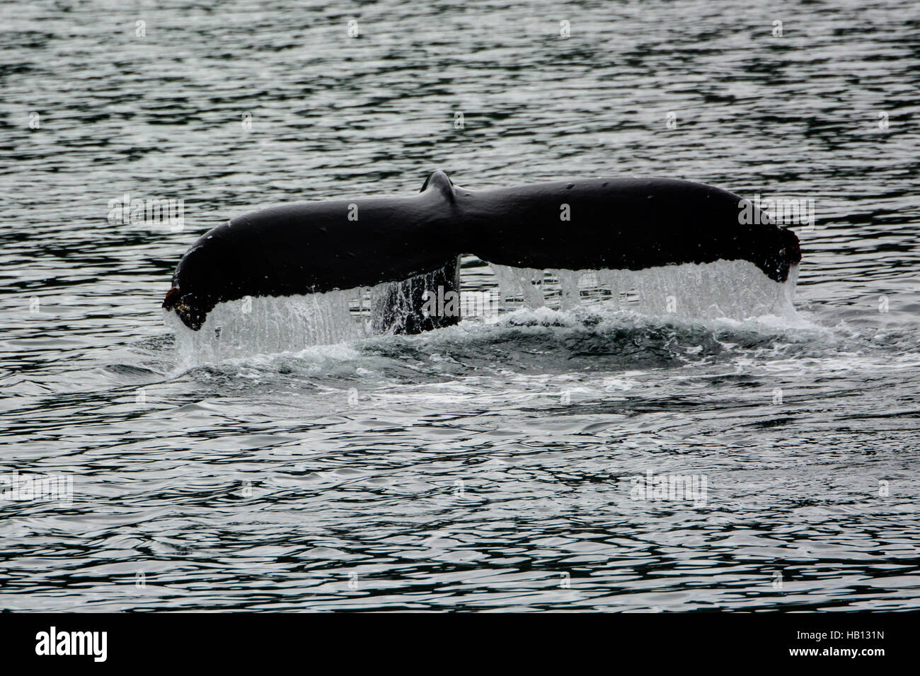 Fluke eines buckelwals -Fotos und -Bildmaterial in hoher Auflösung – Alamy