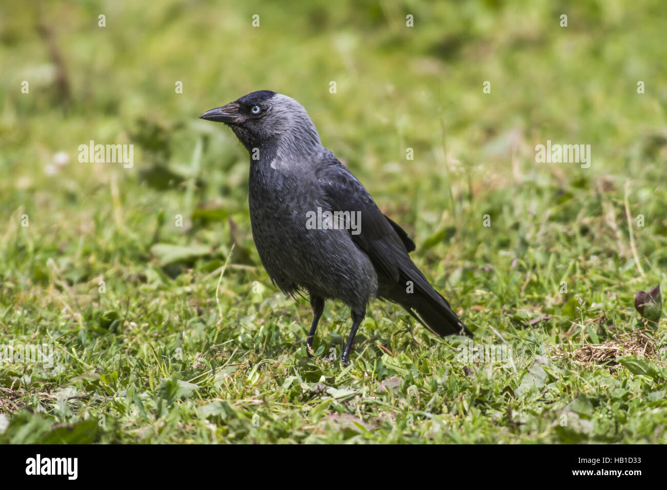 Dohle (Corvus Moledula Stockfotografie - Alamy
