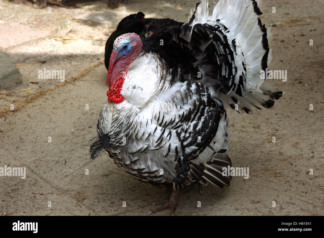 Pute tier -Fotos und -Bildmaterial in hoher Auflösung – Alamy