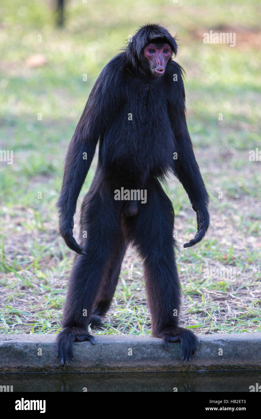 Affe im stehen -Fotos und -Bildmaterial in hoher Auflösung – Alamy