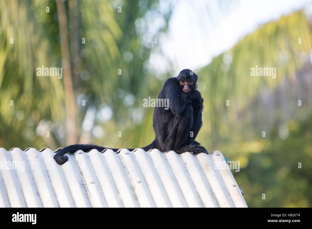 Affe stehend -Fotos und -Bildmaterial in hoher Auflösung – Alamy