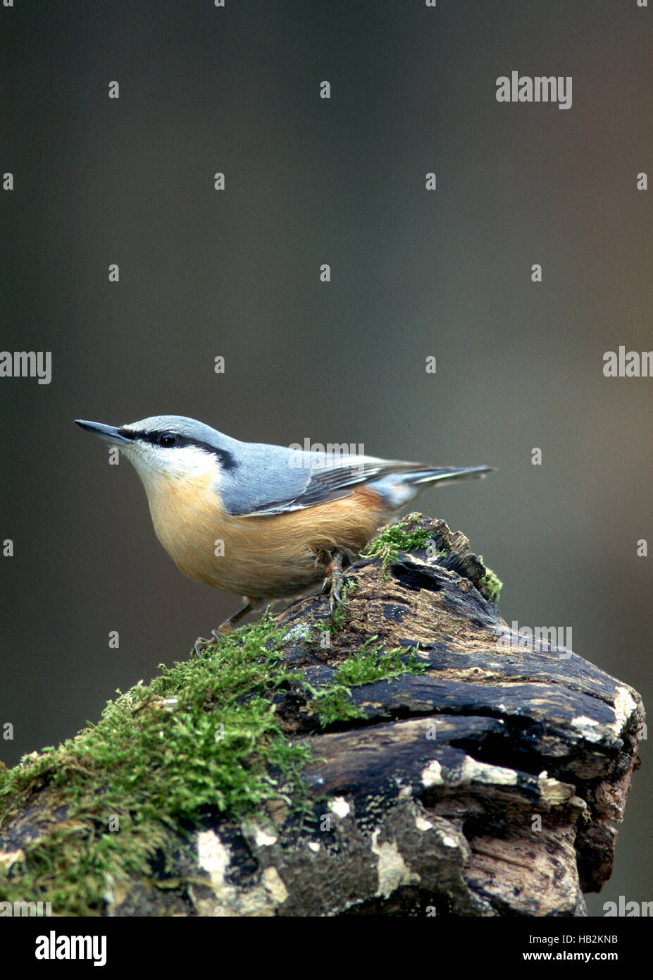 Singvogel fauna -Fotos und -Bildmaterial in hoher Auflösung – Alamy