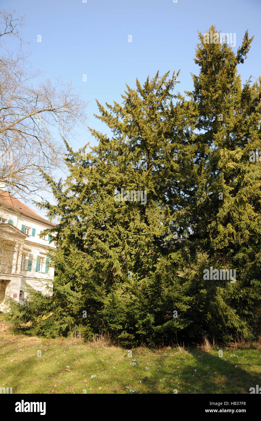 Rinde baum eibe -Fotos und -Bildmaterial in hoher Auflösung – Alamy