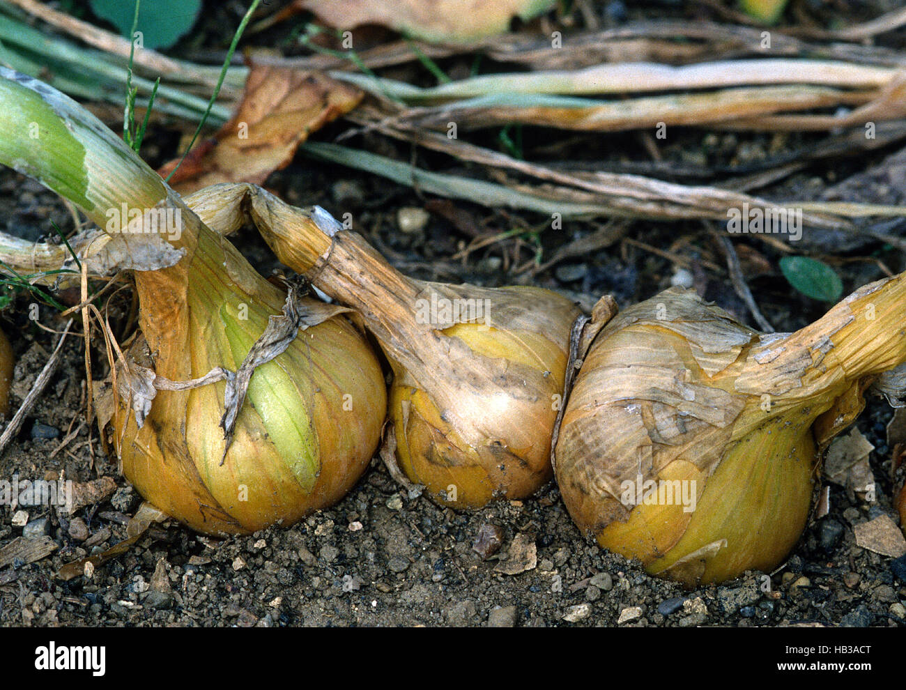 Gemeine zwiebel -Fotos und -Bildmaterial in hoher Auflösung – Alamy