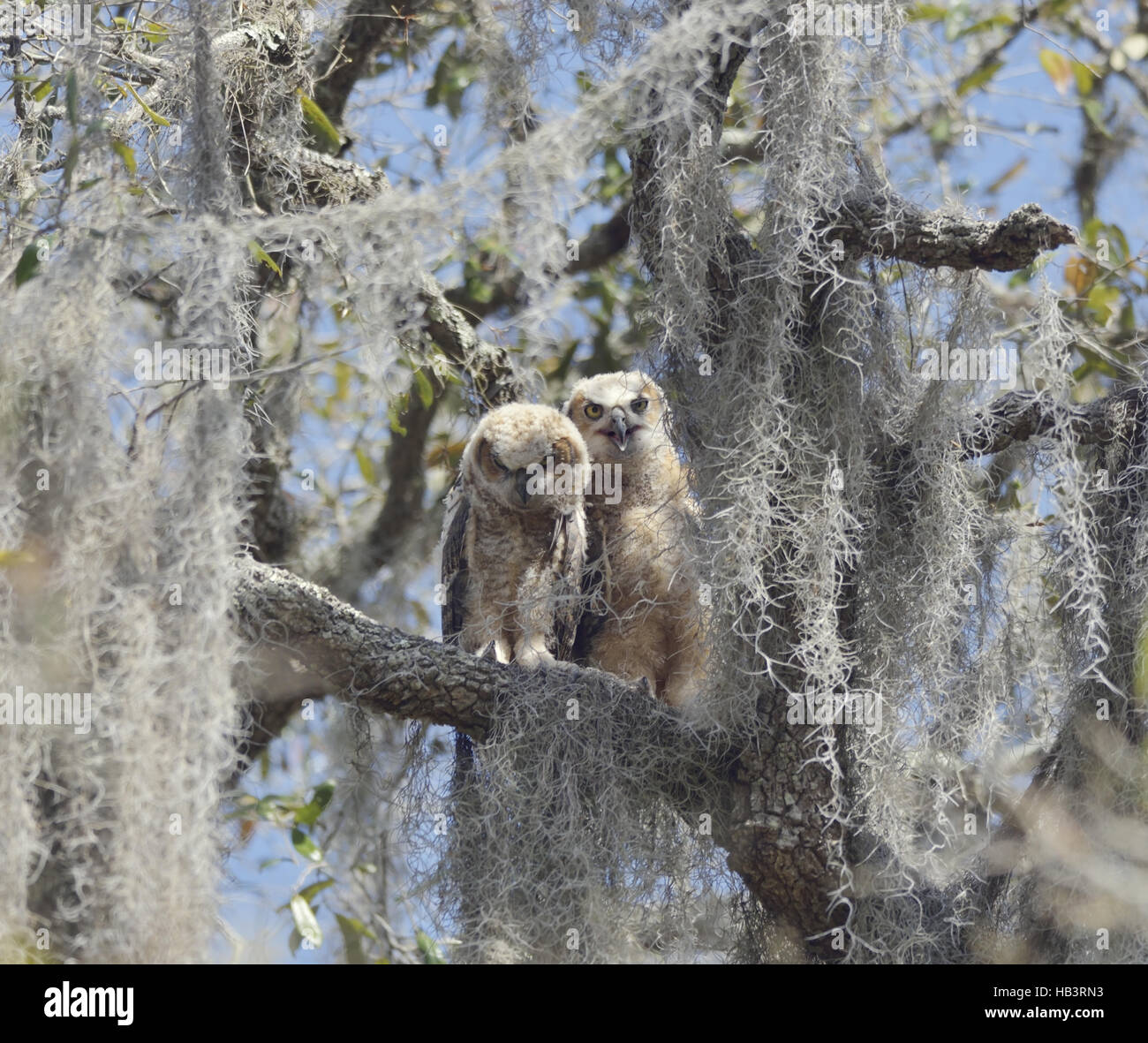 Baby eulen -Fotos und -Bildmaterial in hoher Auflösung – Alamy