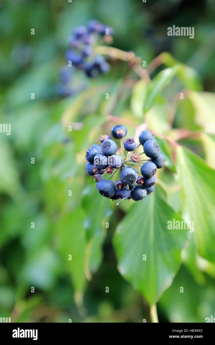 Giftiger efeu -Fotos und -Bildmaterial in hoher Auflösung – Alamy