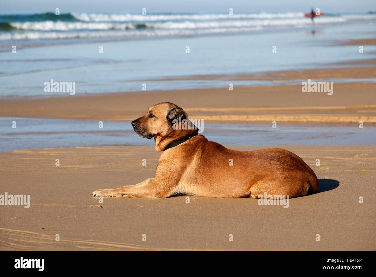 Ein treuer Hund seinem Herrn am Strand wartet: ein Surfer training am ...