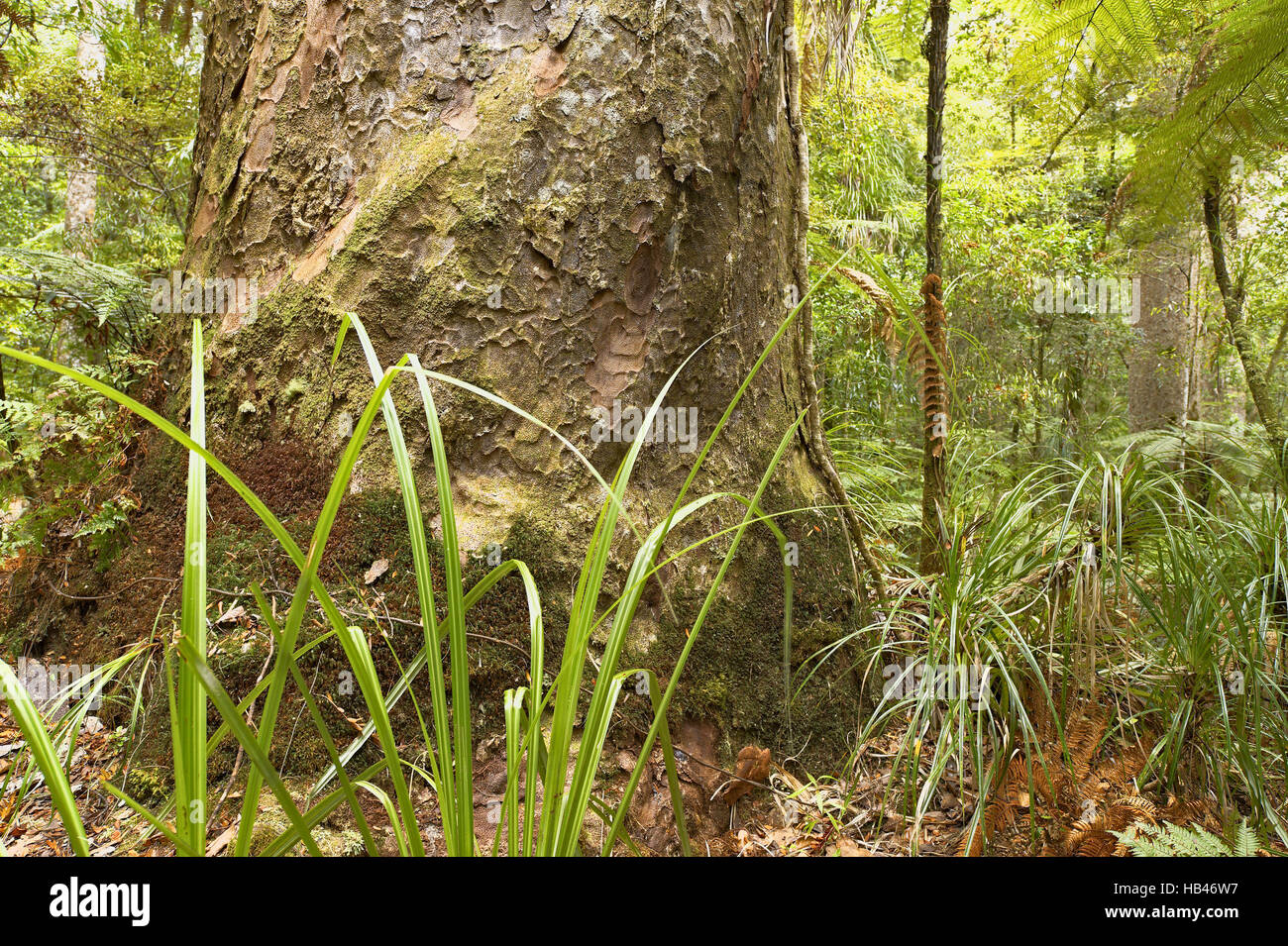 Alter kauri wald -Fotos und -Bildmaterial in hoher Auflösung – Alamy