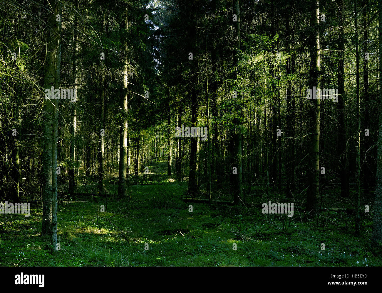 Vintage wald -Fotos und -Bildmaterial in hoher Auflösung – Alamy