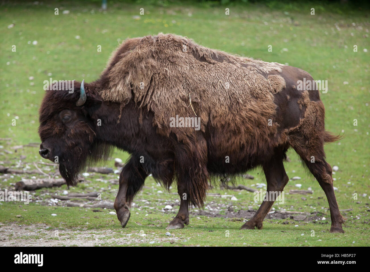 Wood bison -Fotos und -Bildmaterial in hoher Auflösung – Alamy