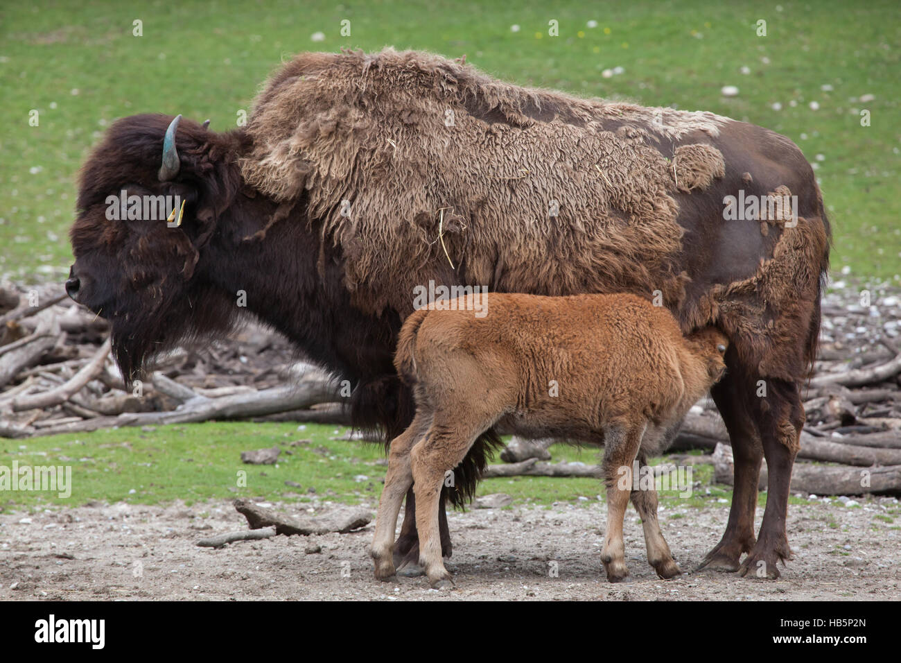 Bison essen -Fotos und -Bildmaterial in hoher Auflösung – Alamy