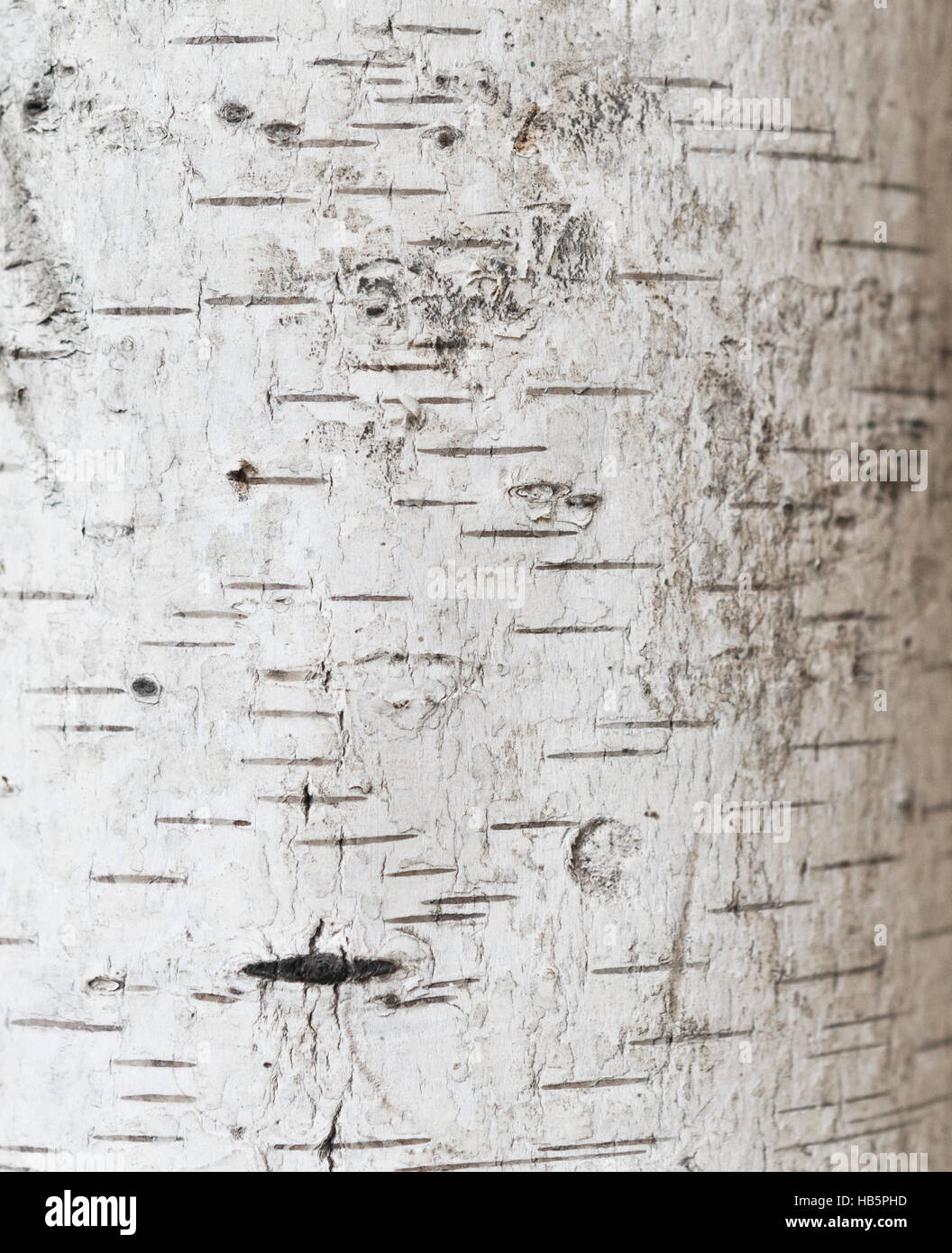 Birch texture -Fotos und -Bildmaterial in hoher Auflösung – Alamy
