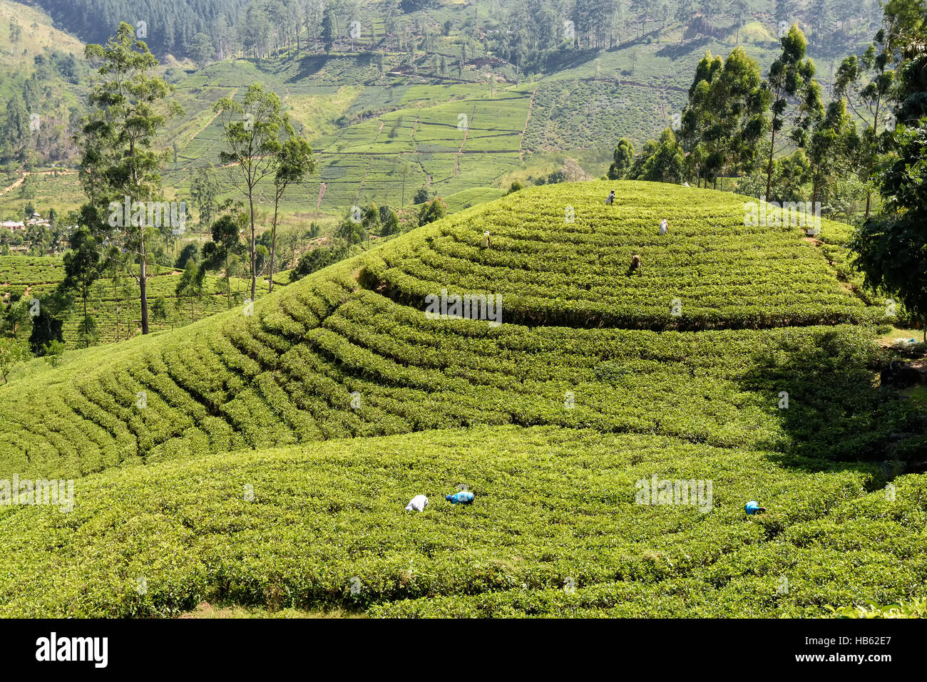 Schwarze plantage -Fotos und -Bildmaterial in hoher Auflösung – Alamy