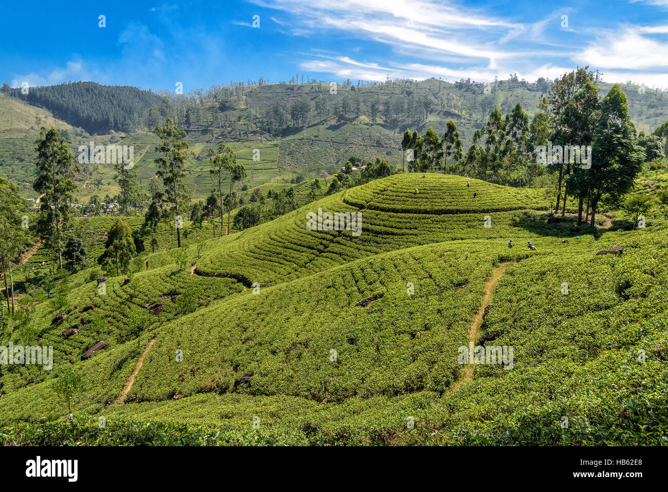 Schwarze plantage -Fotos und -Bildmaterial in hoher Auflösung – Alamy