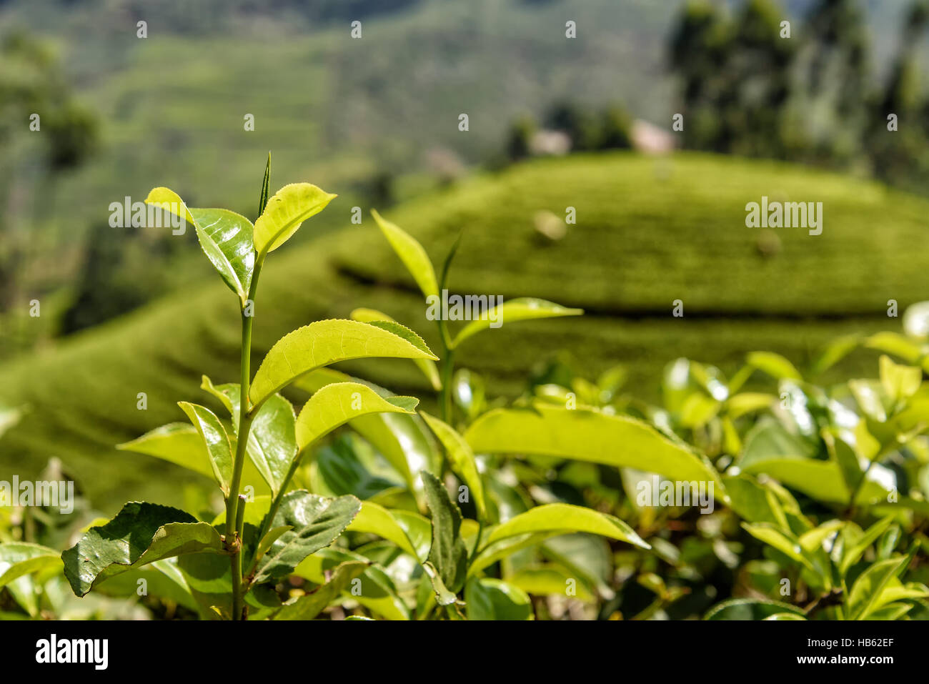Sri lanka tee picker -Fotos und -Bildmaterial in hoher Auflösung – Alamy