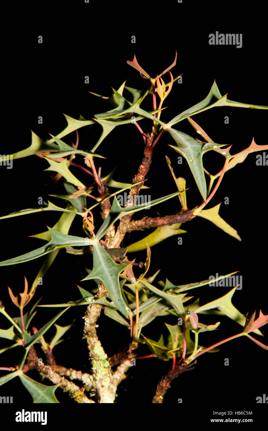 Mahonia trifoliolata -Fotos und -Bildmaterial in hoher Auflösung – Alamy
