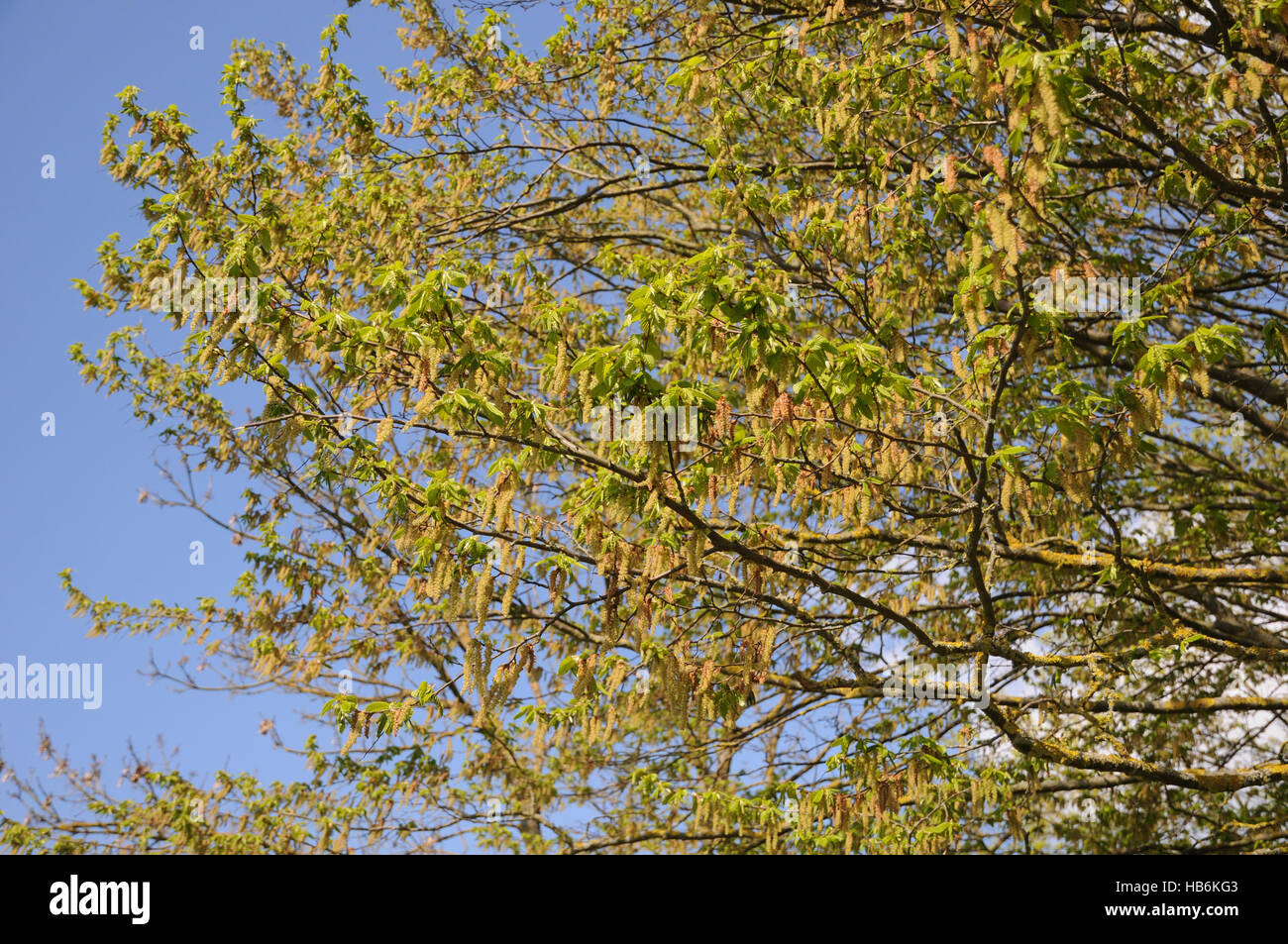 Carpinus betulus hainbuche weissbuche -Fotos und -Bildmaterial in hoher ...