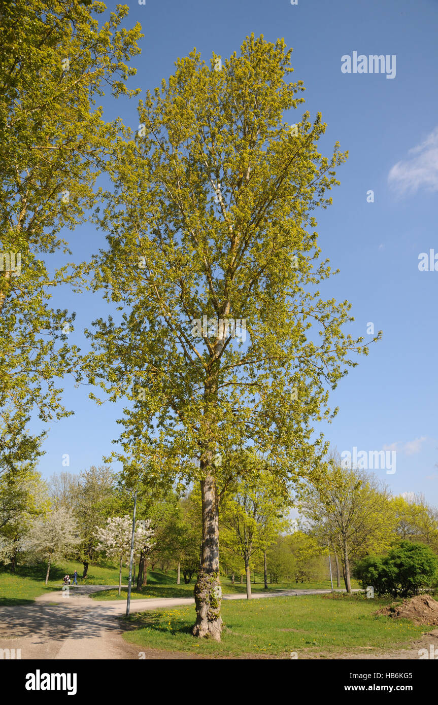 Populus Balsamifera, Balsam-Pappel, im Frühjahr Stockfotografie - Alamy