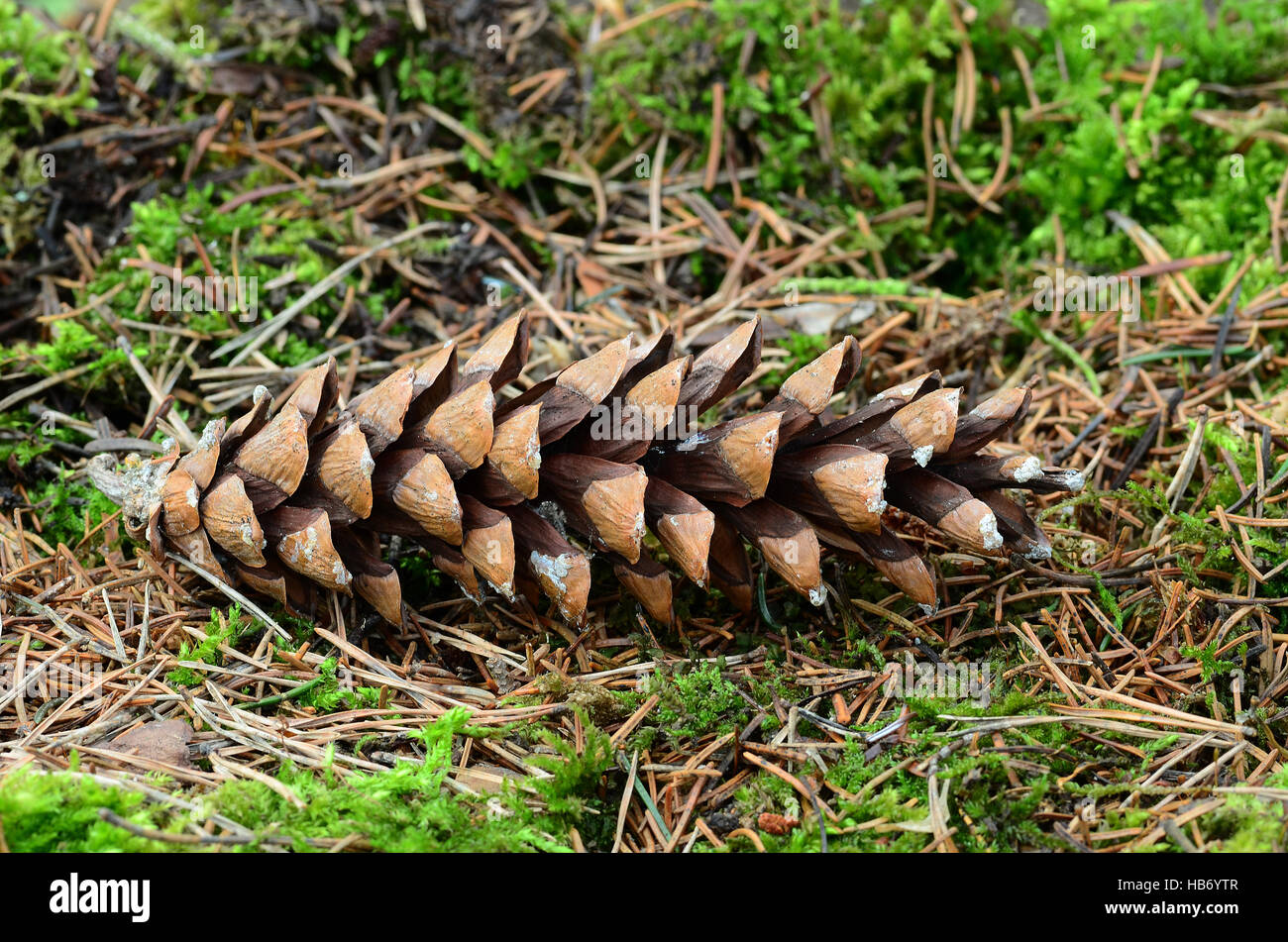 Weymouth-Kiefer, Nadelbaum, Samen, Zapfen Stockfotografie - Alamy