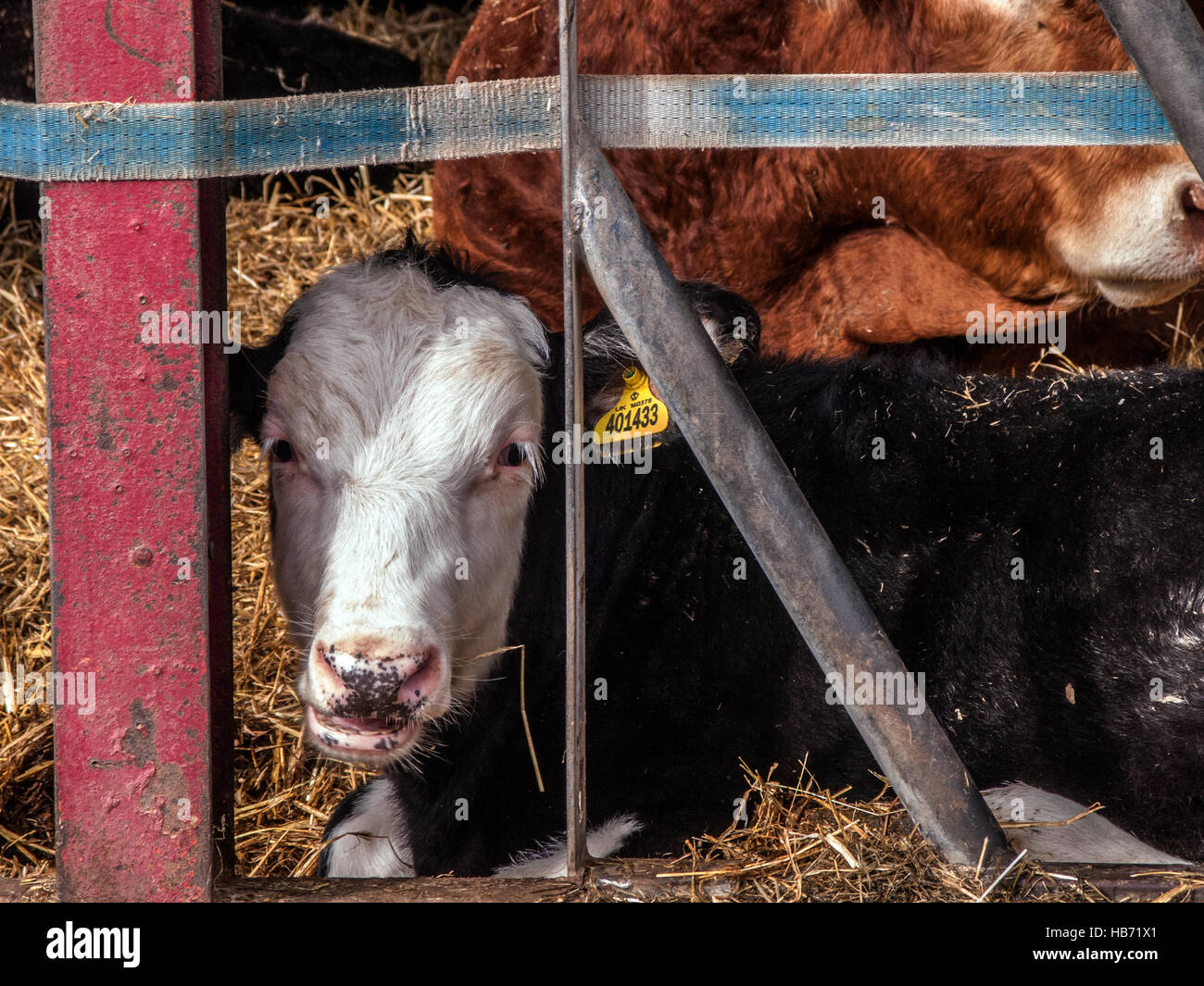 Calf rearing -Fotos und -Bildmaterial in hoher Auflösung – Alamy