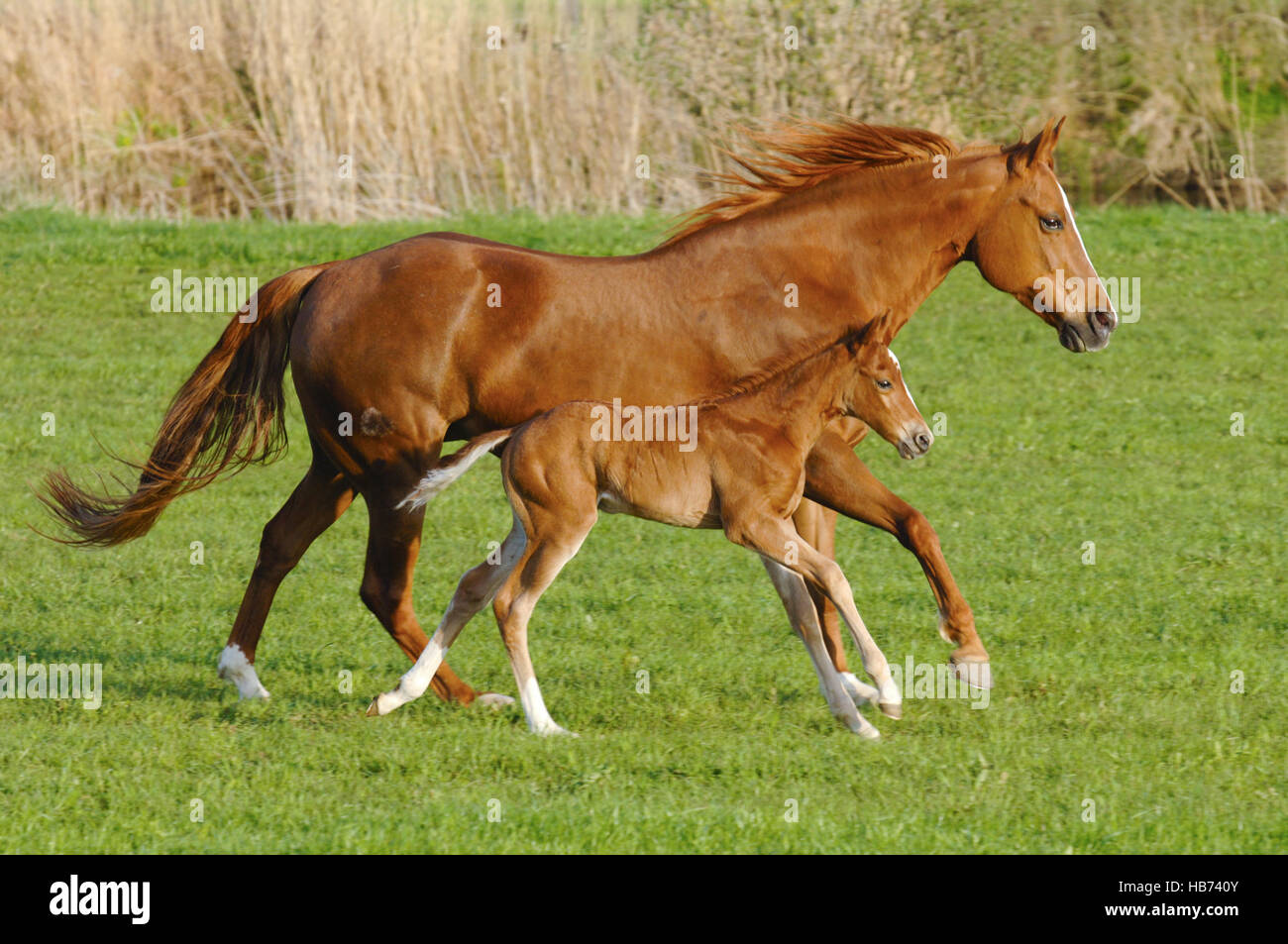 Hengst im galopp auf der weide -Fotos und -Bildmaterial in hoher ...