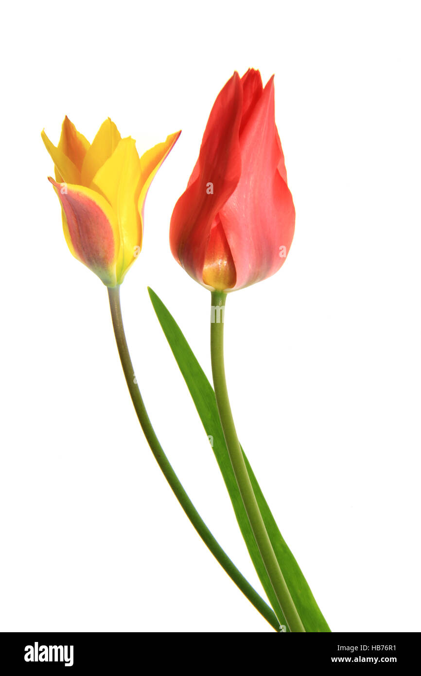 Tulpe blume Ausgeschnittene Stockfotos und -bilder - Alamy