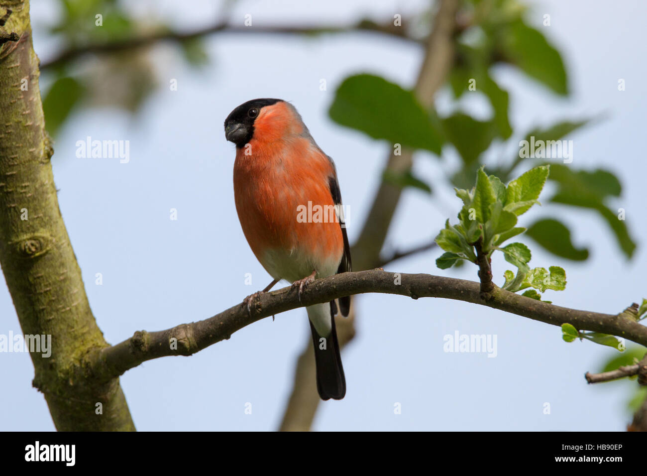 Dompfaff foto -Fotos und -Bildmaterial in hoher Auflösung – Alamy