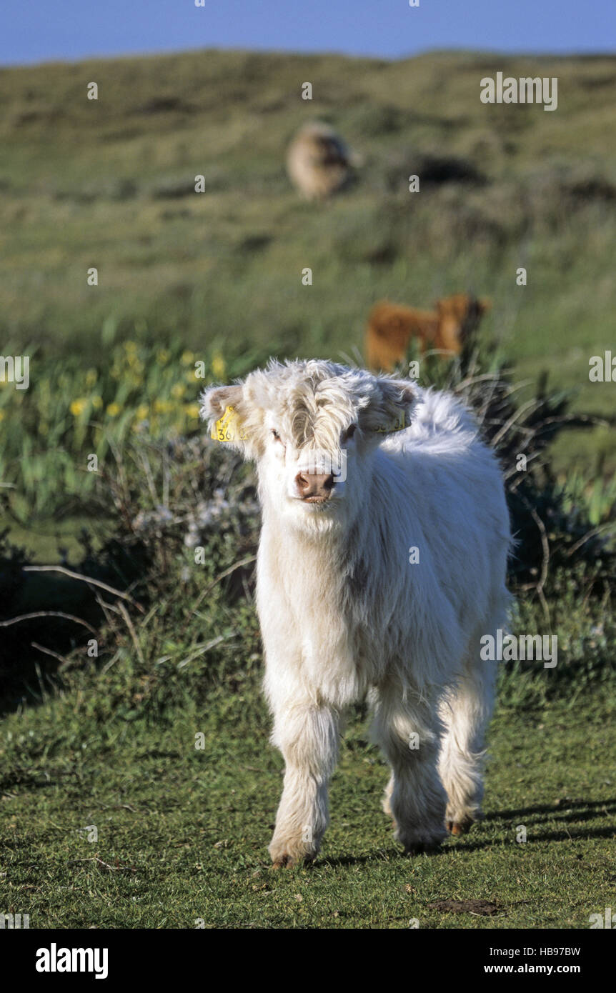 Galloway Rinder Stockfotos und -bilder Kaufen - Alamy