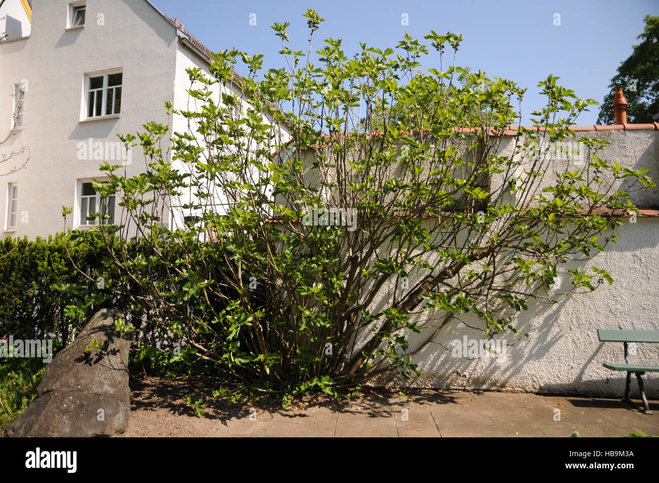 Ficus Carica, Feigenbaum Stockfotografie - Alamy