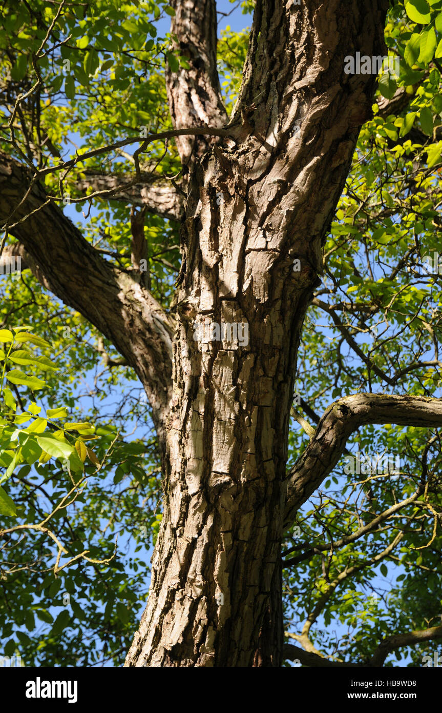 Juglans Regia, Walnuss, Stamm, Rinde Stockfotografie - Alamy