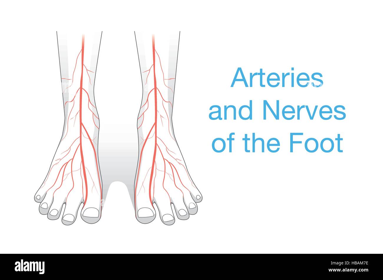 Human foot nerves -Fotos und -Bildmaterial in hoher Auflösung – Alamy