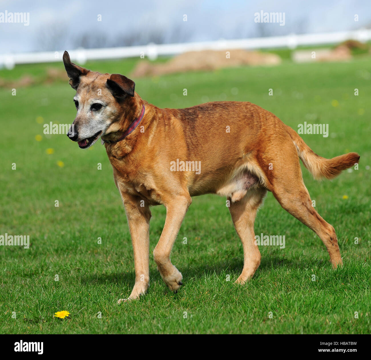 Cross breed -Fotos und -Bildmaterial in hoher Auflösung – Alamy