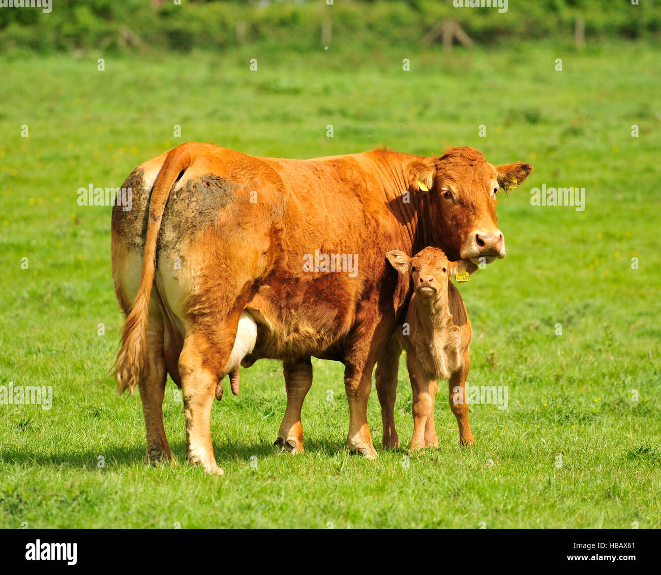 Mutterkuh und kalb -Fotos und -Bildmaterial in hoher Auflösung – Alamy