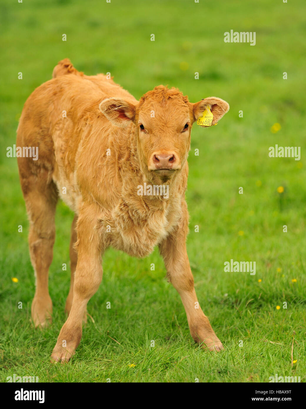 Limousin Rind Stockfotos und -bilder Kaufen - Alamy