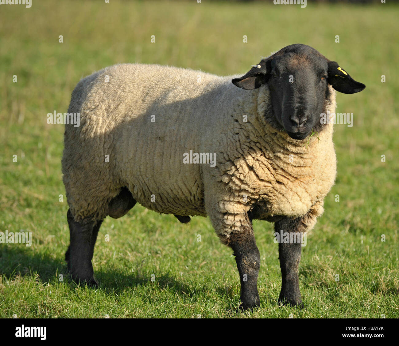 Widder schaf -Fotos und -Bildmaterial in hoher Auflösung – Alamy