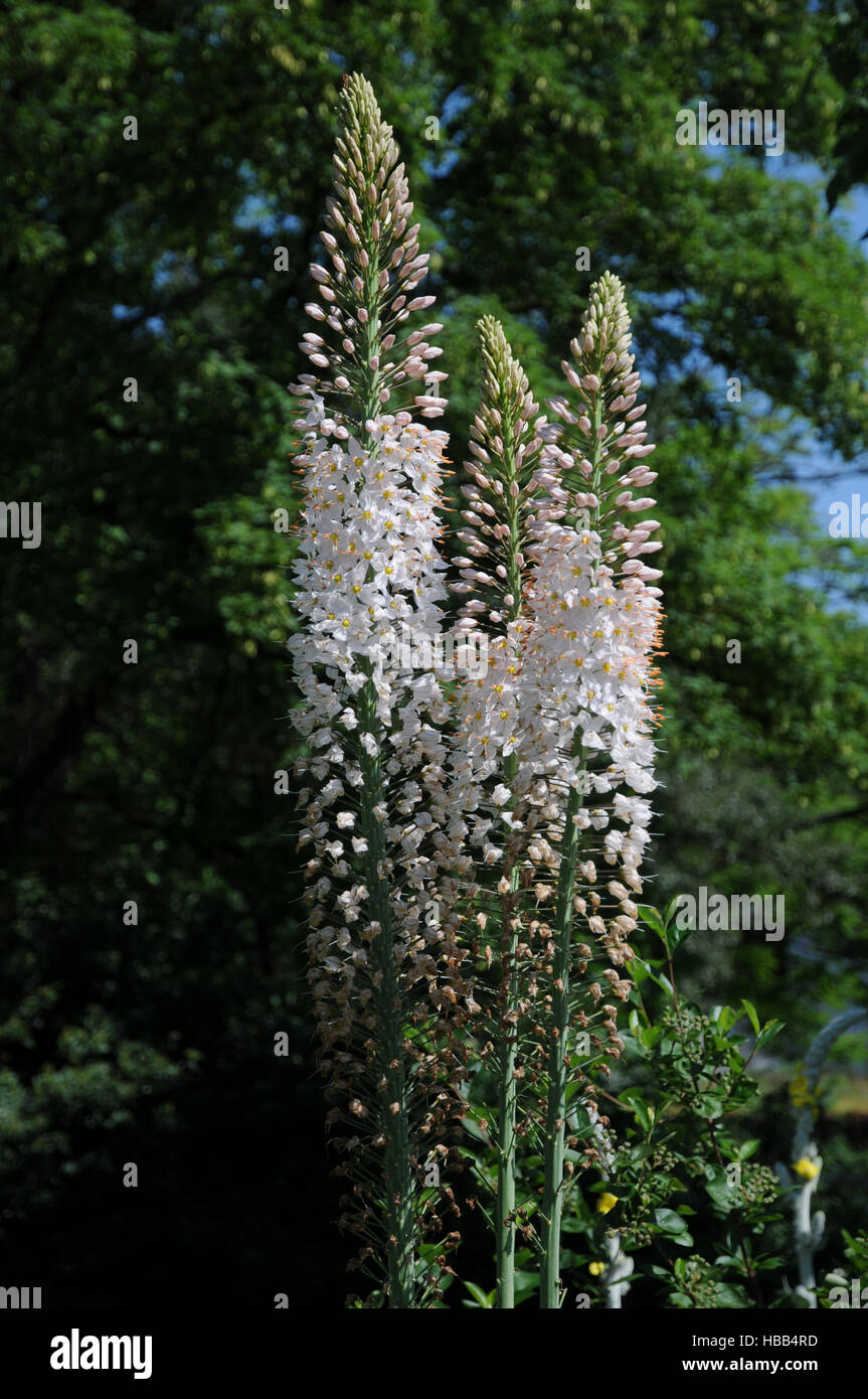 Wüsten kerzen fuchsschwanz lilie -Fotos und -Bildmaterial in hoher ...