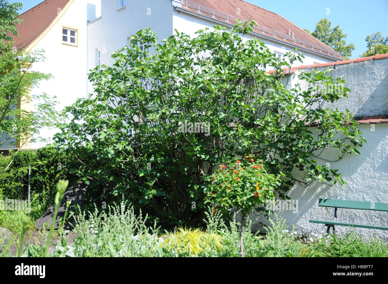Ficus Carica, Feigenbaum Stockfotografie - Alamy