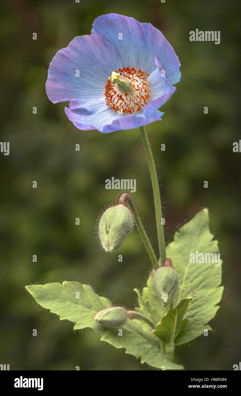 Blauer mohn -Fotos und -Bildmaterial in hoher Auflösung – Alamy