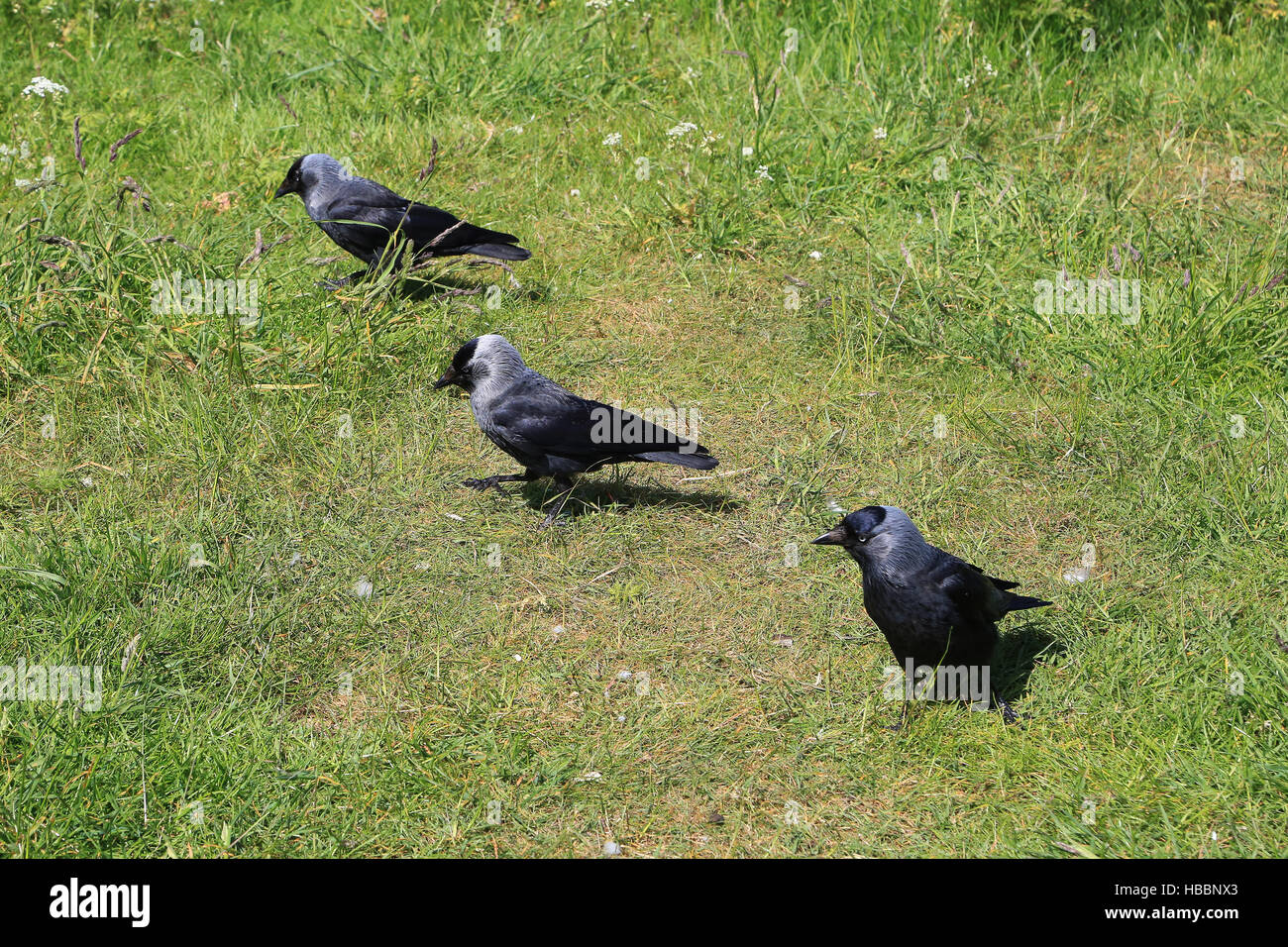Corvine bird -Fotos und -Bildmaterial in hoher Auflösung – Alamy