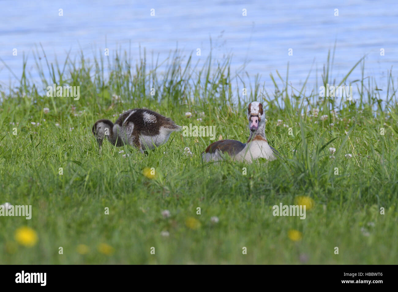 Nil gans -Fotos und -Bildmaterial in hoher Auflösung – Alamy