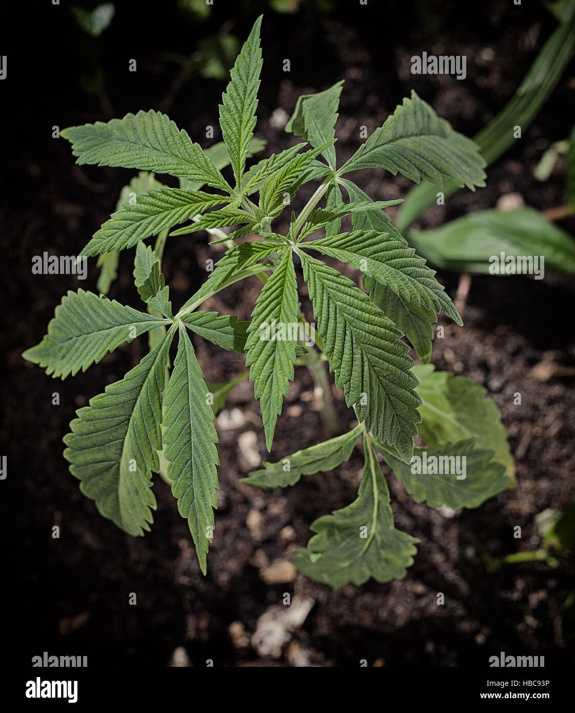 Manila hemp -Fotos und -Bildmaterial in hoher Auflösung – Alamy