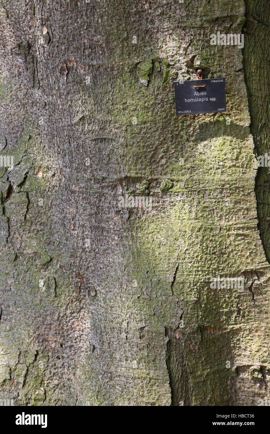 Fir baum -Fotos und -Bildmaterial in hoher Auflösung – Alamy