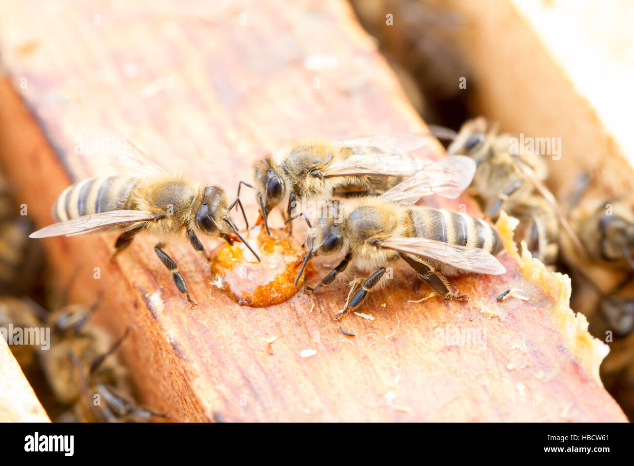 Bienen konigin -Fotos und -Bildmaterial in hoher Auflösung – Alamy